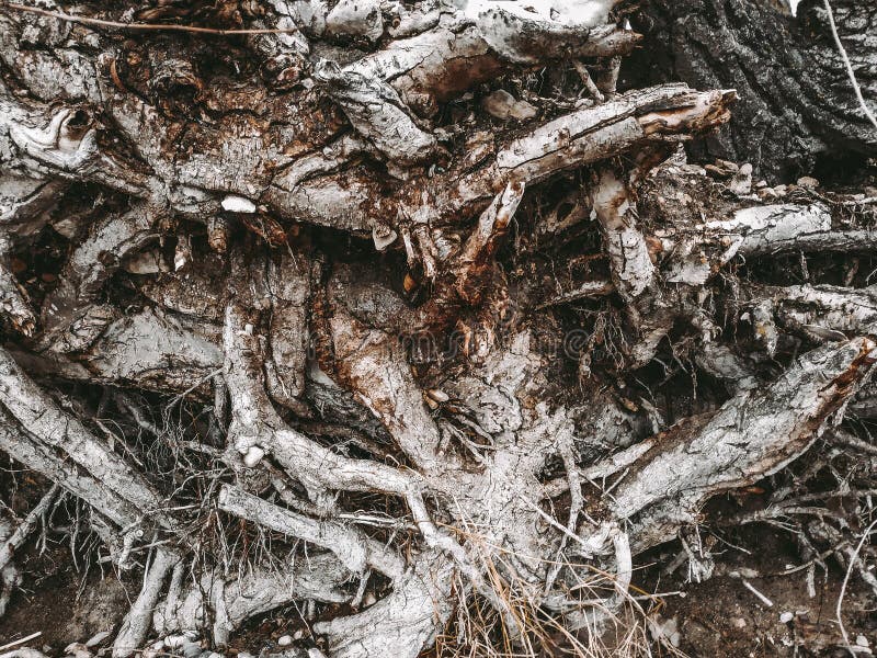 Tree Root Plant Close Up, Natural Landscape Background Stock Photo ...