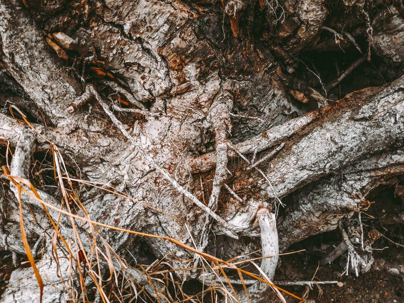 Tree Root Plant Close Up, Natural Landscape Background Stock Photo ...