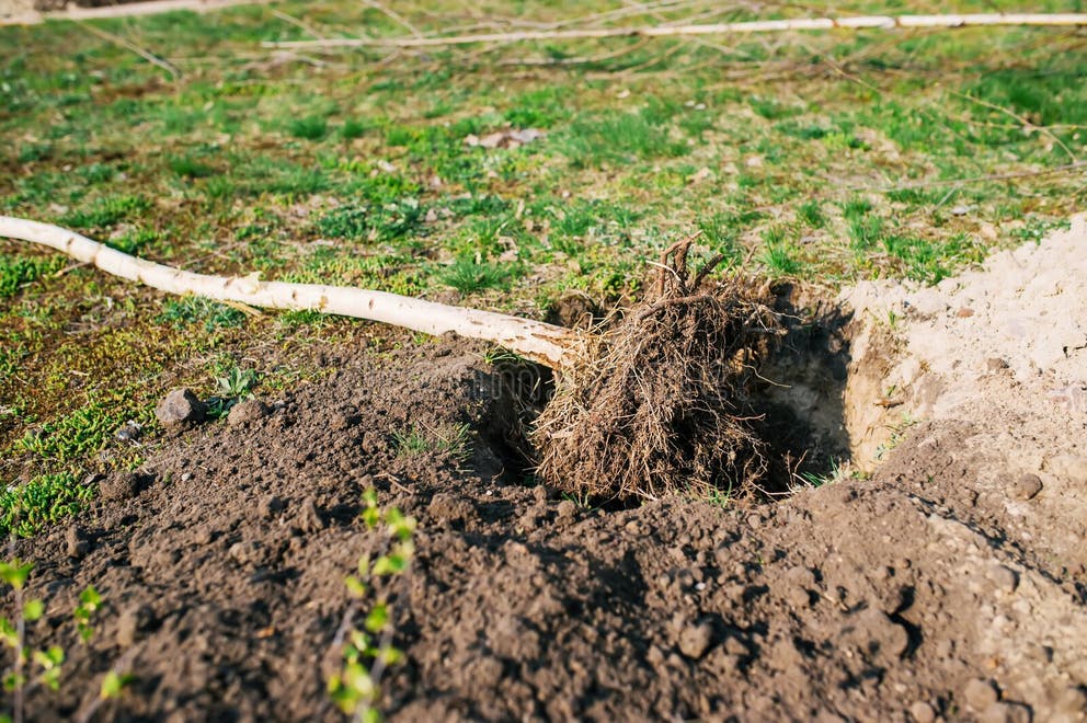 Tree Root. Planting a Young Deciduous Tree Stock Photo - Image of ...