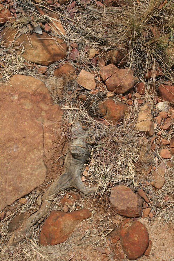 TREE ROOT PROTRUDING NEXT TO ROCK Stock Image - Image of nature, bright ...