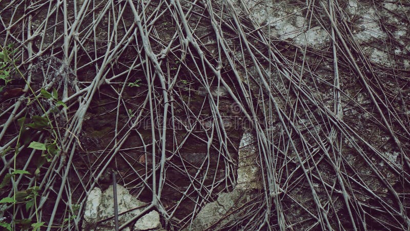 Tree Root on Red Brick Wall. Background Quote Stock Image - Image of ...