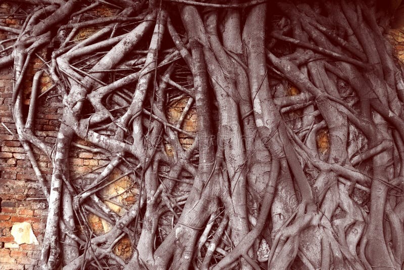 Tree Root on Red Brick Wall Stock Photo - Image of roots, plant: 89616842