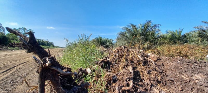 Tree Root on Road at Oil Palm Field Stock Image - Image of geology ...