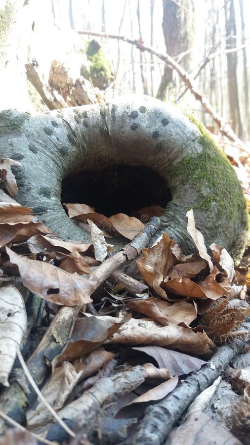 Tree Root in the Shape of a Circle Stock Image - Image of plant ...