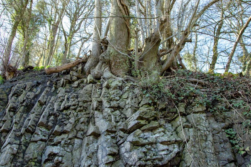 Tree root on a slate rock stock image. Image of environment - 175861453