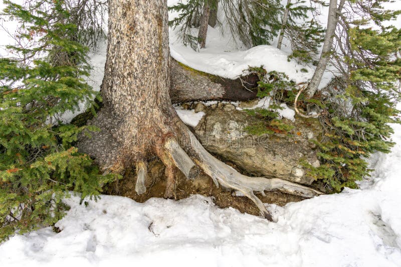 Tree Root in Snow stock image. Image of bark, root, cedar - 133903515