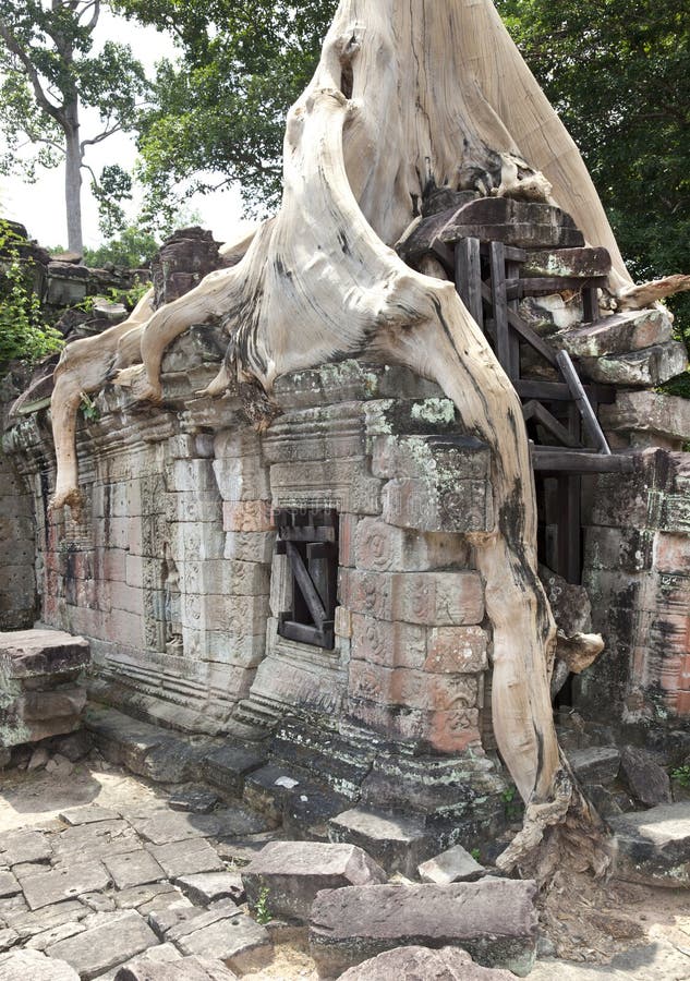 Tree Root Splitting and Retaining Entrance Walls Stock Photo - Image of ...