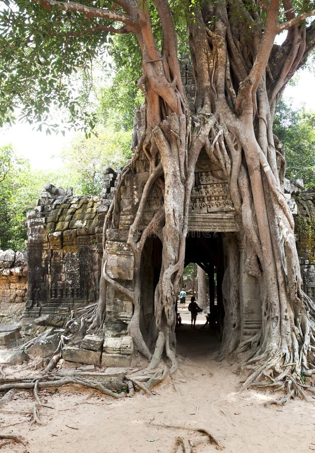 Tree Root Splitting and Retaining Entrance Walls Stock Photo - Image of ...