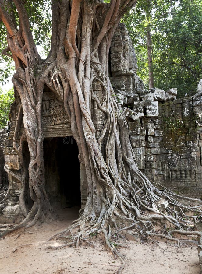 Tree Root Splitting Retaining Entrance Walls Stock Photos - Free ...