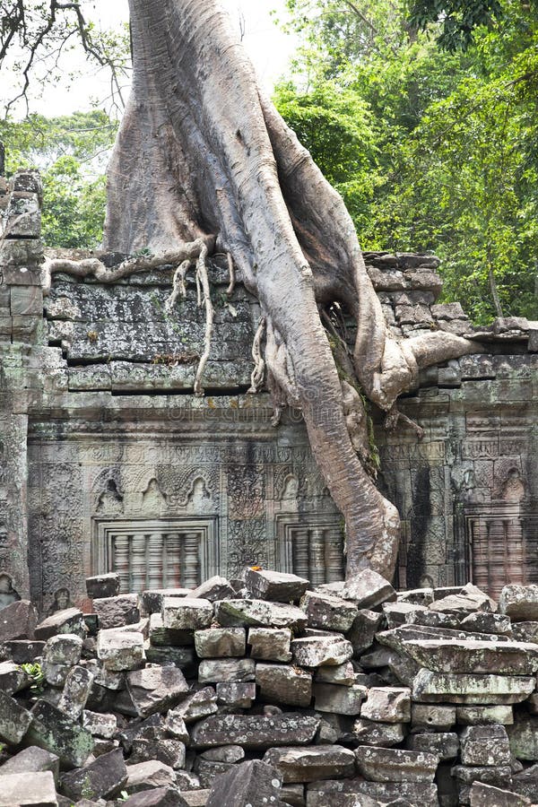 Tree Root Splitting and Retaining Entrance Walls Stock Photo - Image of ...