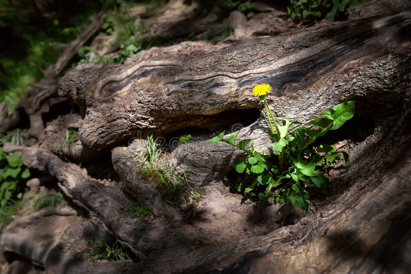 Tree Root. Spring Flowers in Rays of Light between Huge Roots Stock ...