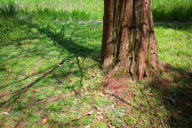 Tree Root in spring stock image. Image of mystical, green - 311784567