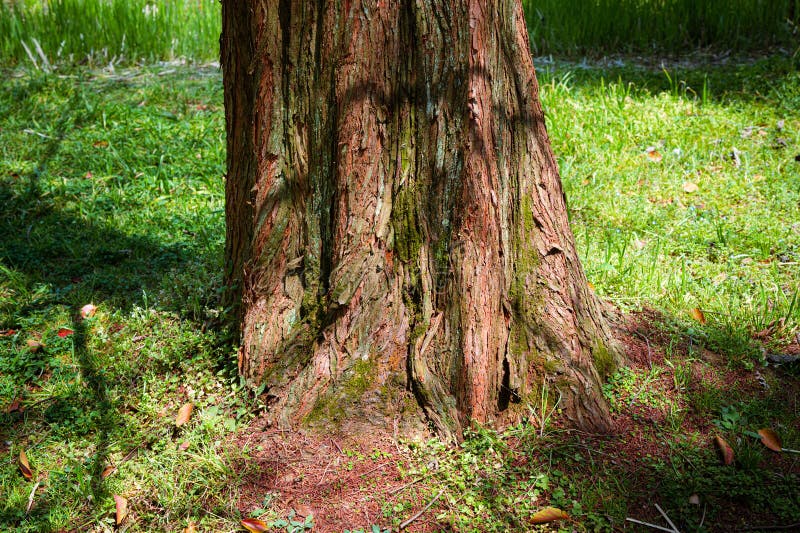 Tree Root in spring stock image. Image of forest, root - 311784579