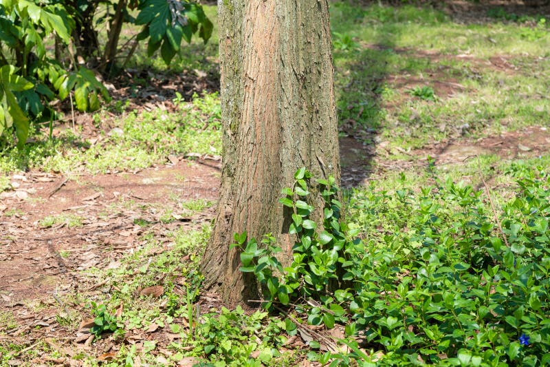 Tree Root in spring stock image. Image of tree, envelope - 311784655
