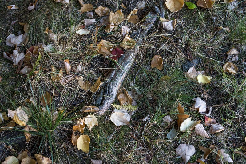 Tree Root Sticking Up through Grass Lawn with Dry Fall Leaves Stock ...