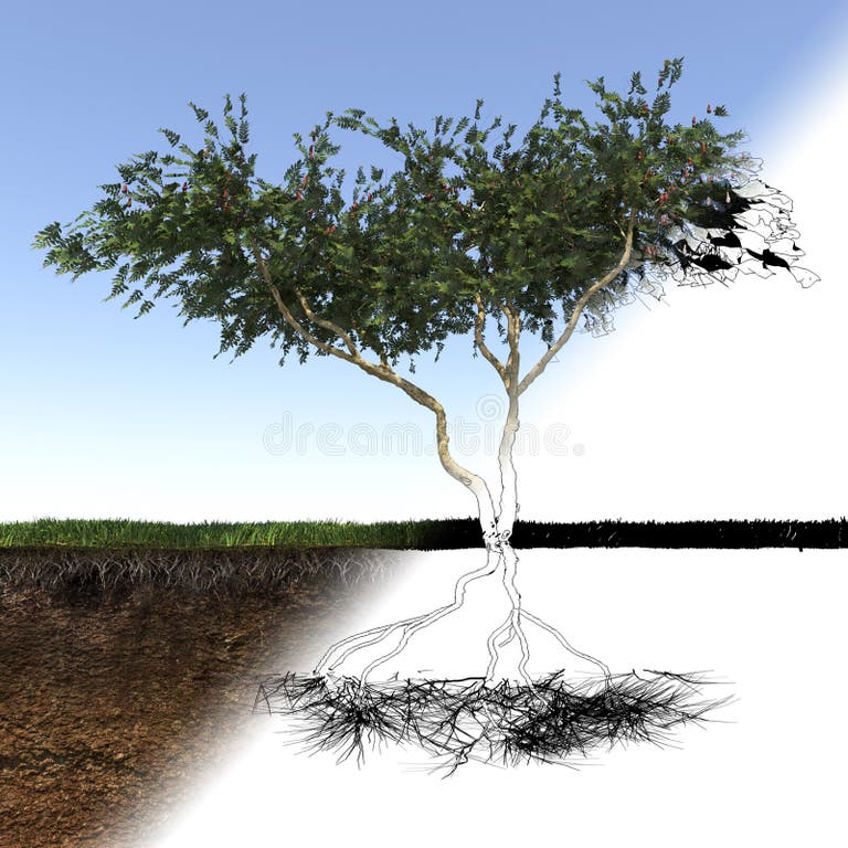Tree with Strong and Deep Roots, 3d Render Stock Illustration ...