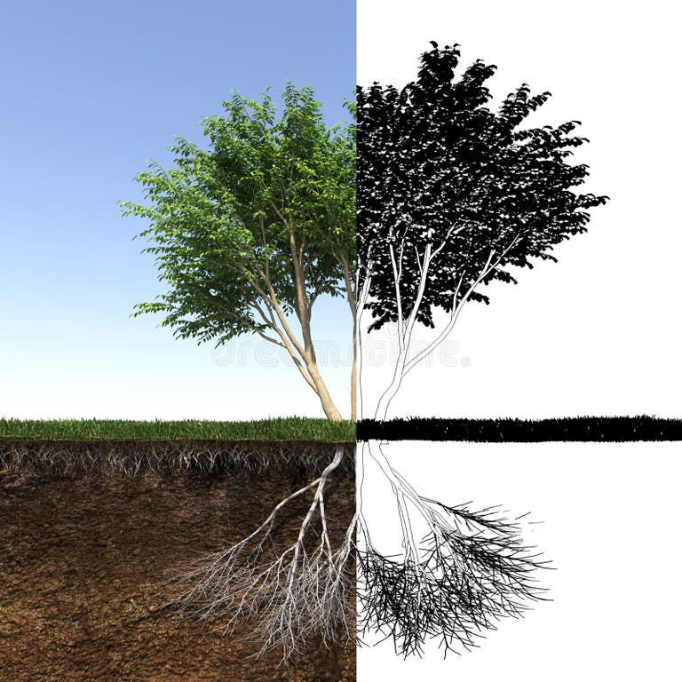 Tree with Strong and Deep Roots, 3d Render Stock Illustration ...