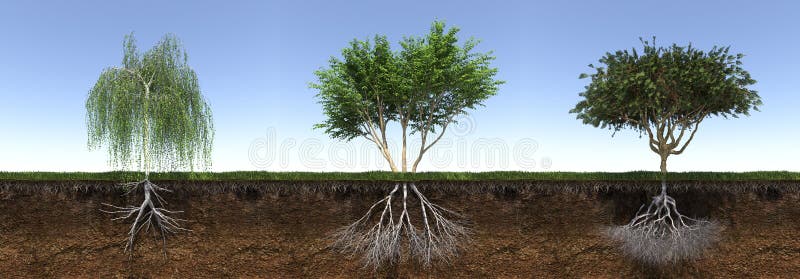 Tree Root System, 3d Render Stock Illustration - Illustration of ...