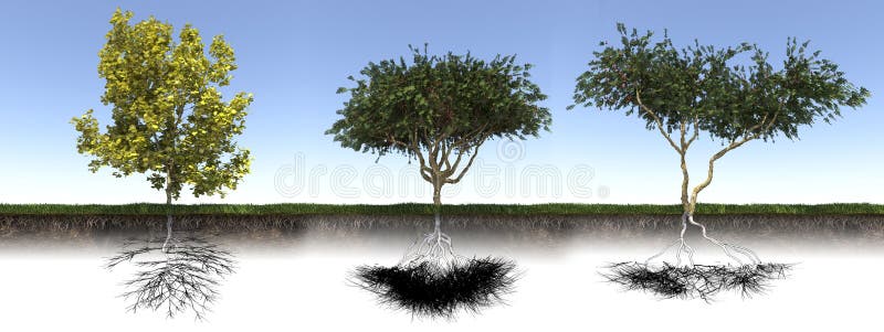 Tree Root System, 3d Render Stock Illustration - Illustration of nature ...