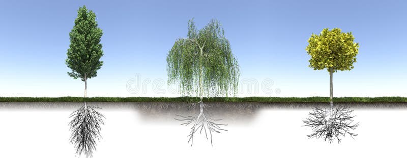 Tree Root System, 3d Render Stock Illustration - Illustration of ...