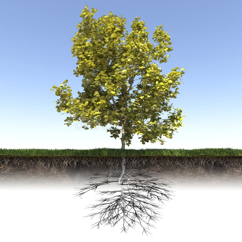 Tree with Strong and Deep Roots, 3d Render Stock Illustration ...