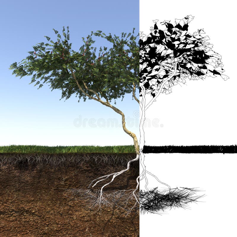 Tree with Strong and Deep Roots, 3d Render Stock Illustration ...