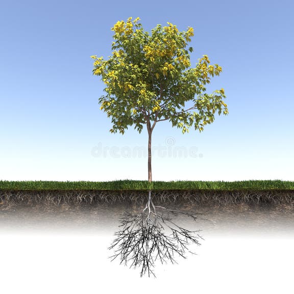 Tree with Strong and Deep Roots, 3d Render Stock Illustration ...