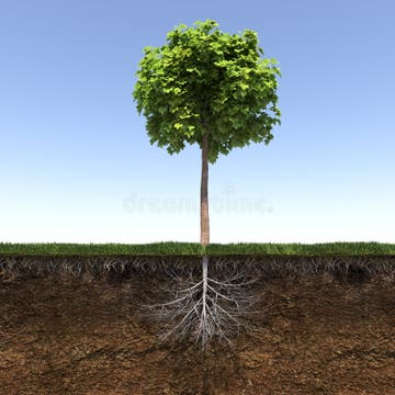 Tree with Strong and Deep Roots, 3d Render Stock Illustration ...