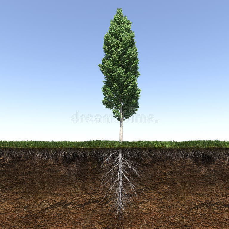 Tree with Strong and Deep Roots, 3d Render Stock Illustration ...