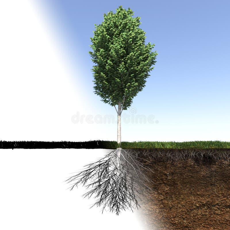 Tree with Strong and Deep Roots, 3d Render Stock Illustration ...