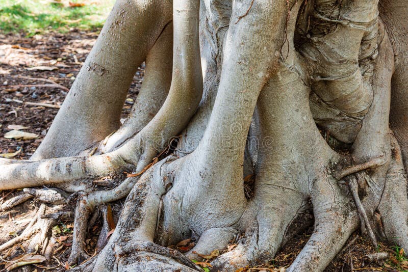 A Tree Root System Twisting Outwards Stock Photo - Image of cool, tree ...