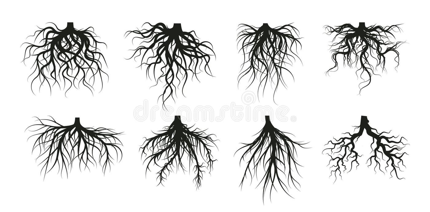 Underground Tree Root System Forest Stock Illustrations – 148 ...