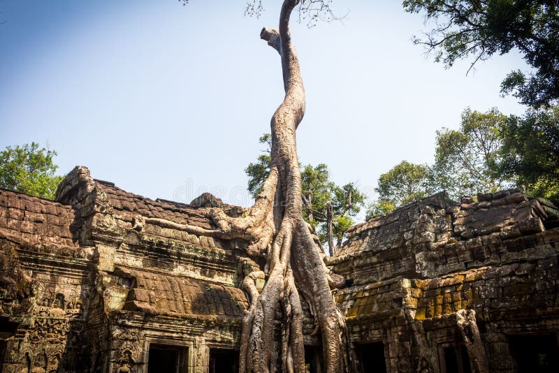 Tree Root in Ta Phrom Temple at Angkor Wat Complex in Siem Reap ...