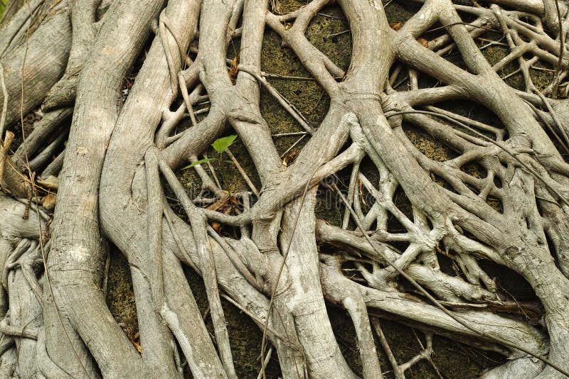 Tree root texture stock photo. Image of woord, wood, living - 53988510