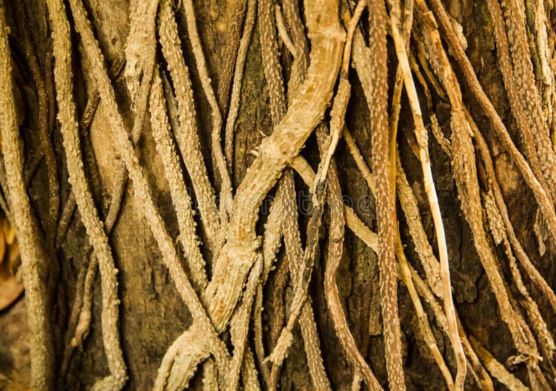 Tree root texture stock image. Image of green, garden - 30657583