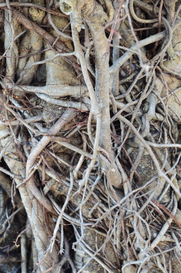 Tree Root Texture Stock Photos - Download 10,349 Royalty Free Photos