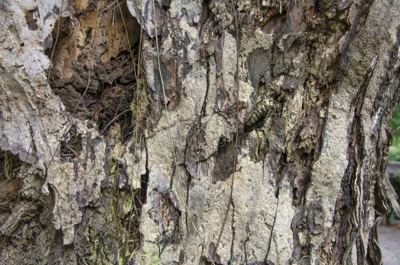 Tree root texture stock photo. Image of color, backdrop - 45148148