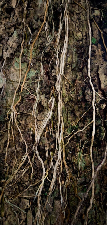 Root Texture on the Wall Photo Stock Image - Image of beautiful ...