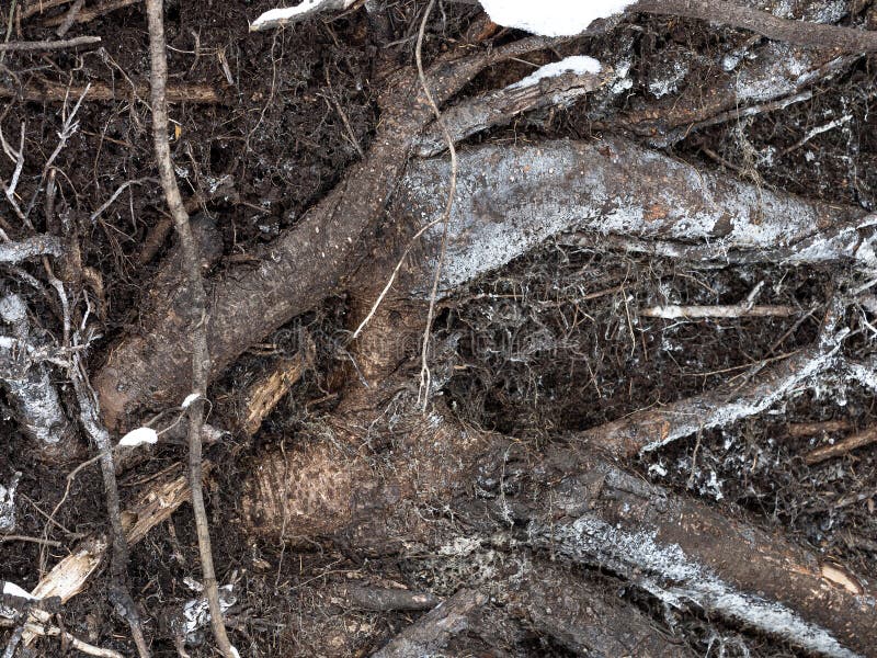 Tree Root Texture with Snow Stock Photo - Image of wildlife, erosion ...
