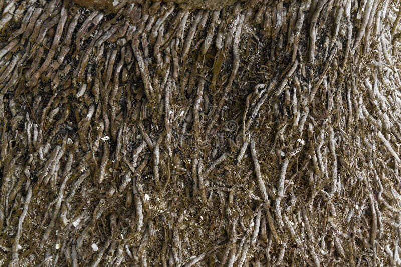 Tree root texture stock image. Image of natural, garden - 129623469