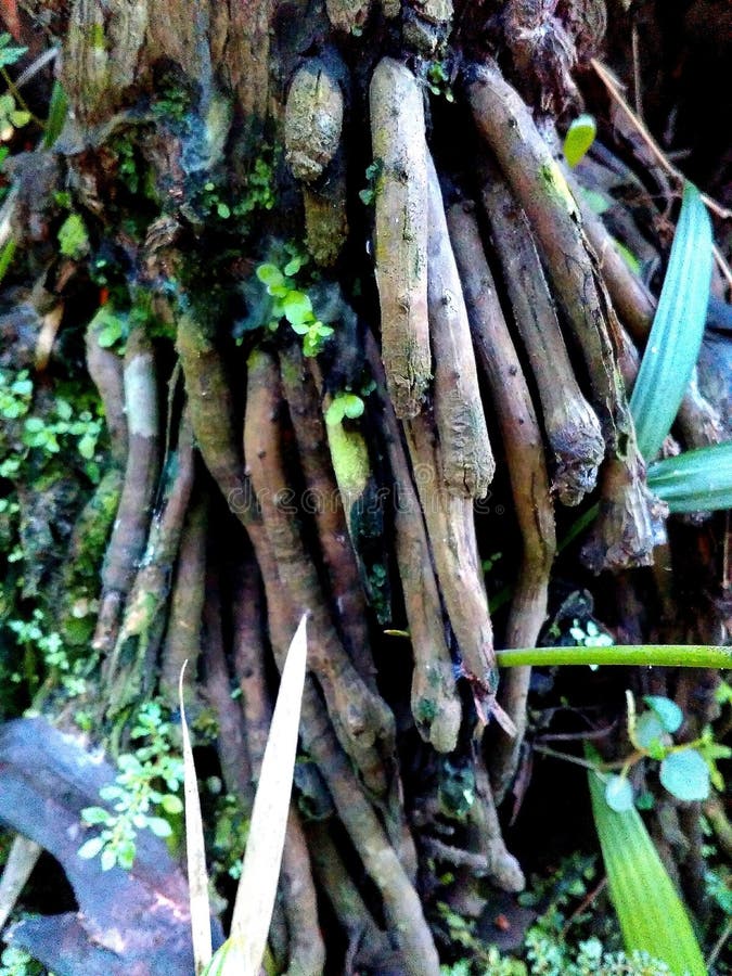 Tree Root Trunk Texture Abstract Stock Photo - Image of tree, root ...
