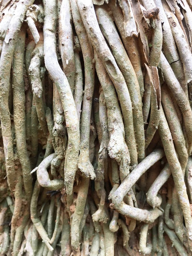 1,157 Root Roof Stock Photos - Free & Royalty-Free Stock Photos from ...