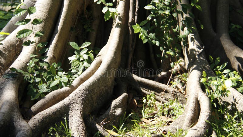 Tree Root and Tree Bark Topical Forst Stock Image - Image of thailand ...