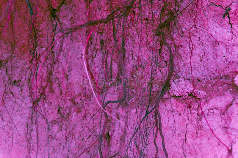 Tree Root Veins stock photo. Image of underground, plants - 1198324