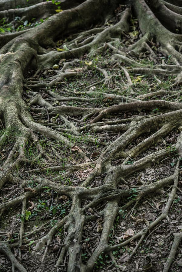 Tree root stock photo. Image of environment, soil, pattern - 27066006