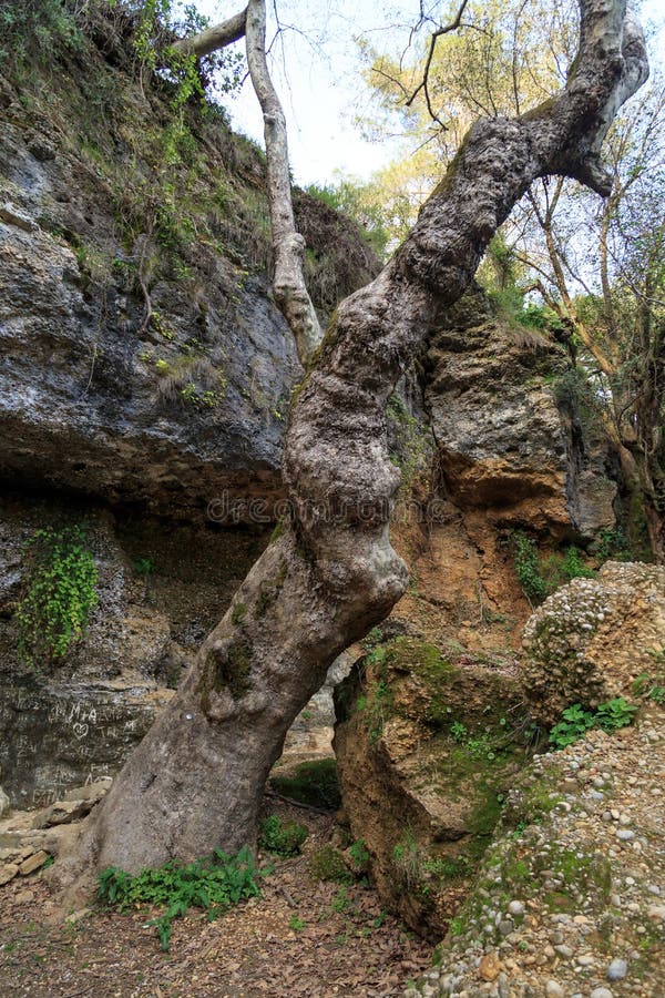 Tree Root View stock photo. Image of scene, stone, view - 71770910