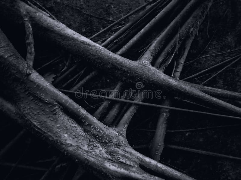 Tree Twisted Trunk Roots Stock Illustrations – 62 Tree Twisted Trunk ...