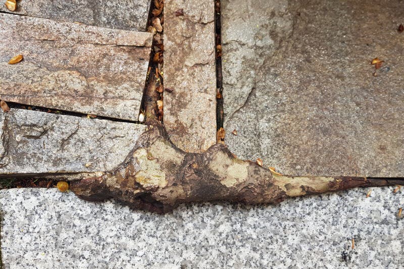 A Tree Root is Visibly Pushing through a Stone Pavement, Creating an ...