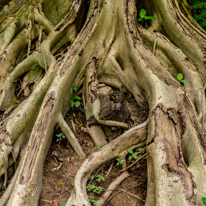 Tree root web stock photo. Image of life, trunk, wood - 116404448
