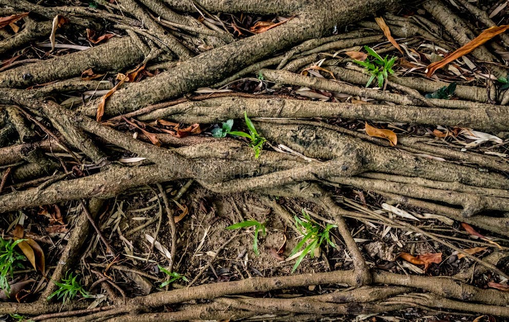 Tree root web stock image. Image of light, system, green - 93115059